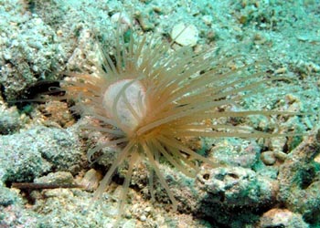 珍珠贝目 Pterioida 蓝色动物学（中国动物学科普）